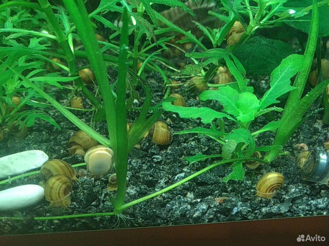 Ампулярии. Отдам