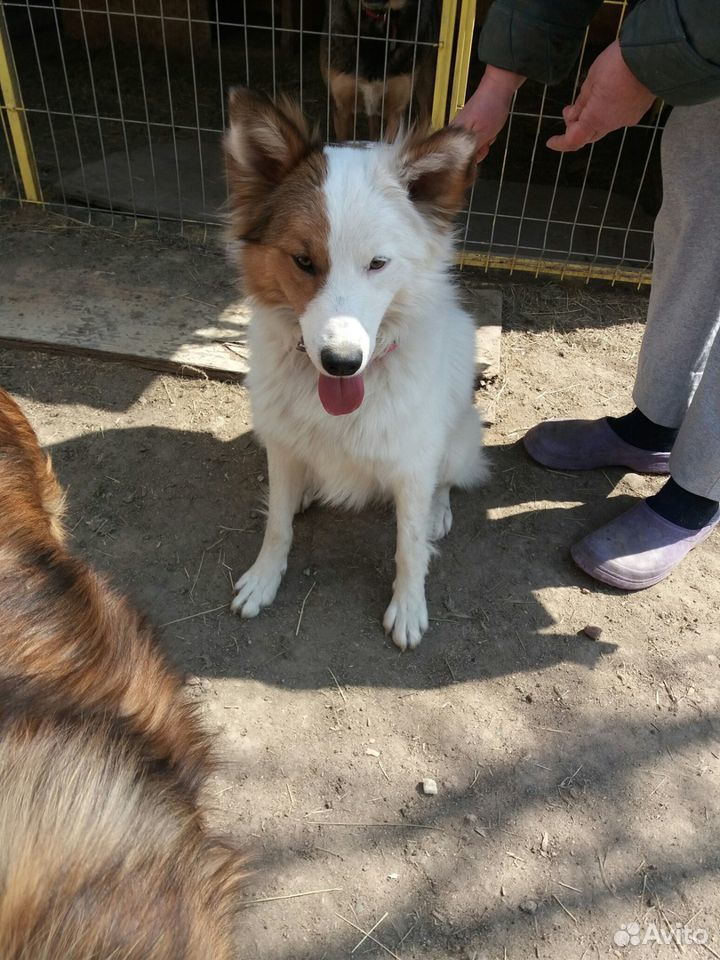 Пёсик в добрые руки