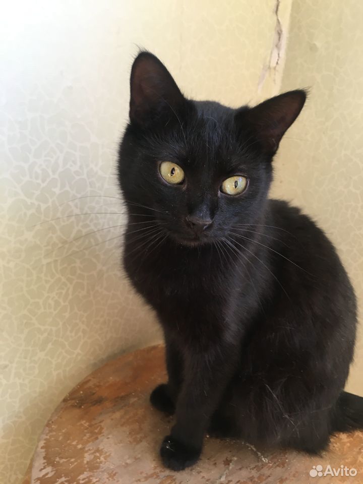 Ласковый скромный чёрный котик Генрих в добрые рук