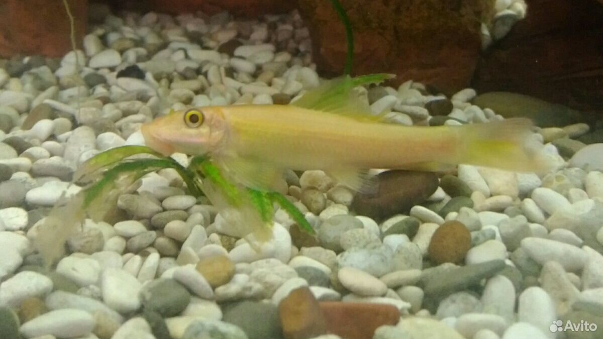 Гиринохейлус золотой сиамский