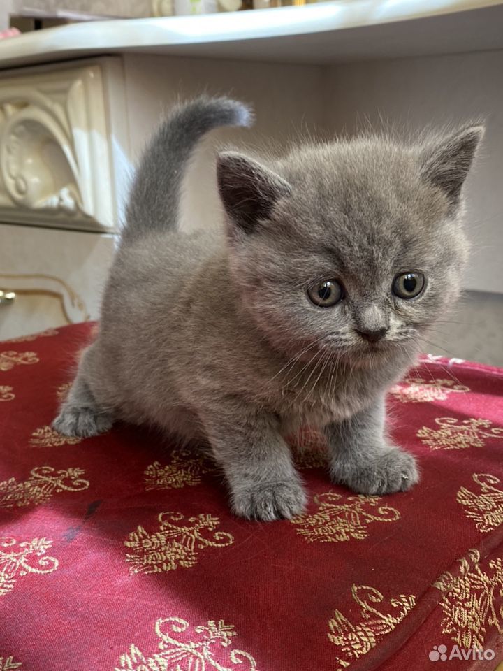 Британский котёнок