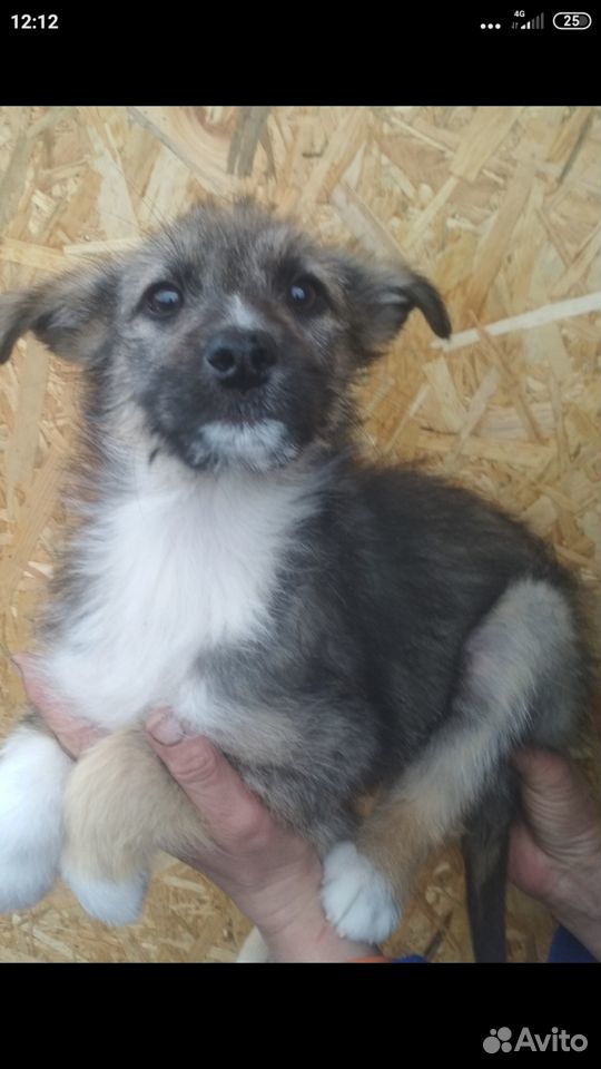 Девочка 2 месяца мохнатенькая