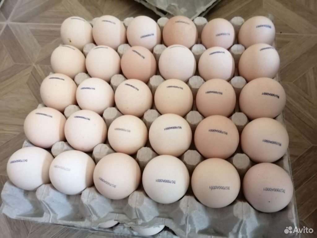 Инкубационное яйцо бройлера кооб 500 чехия