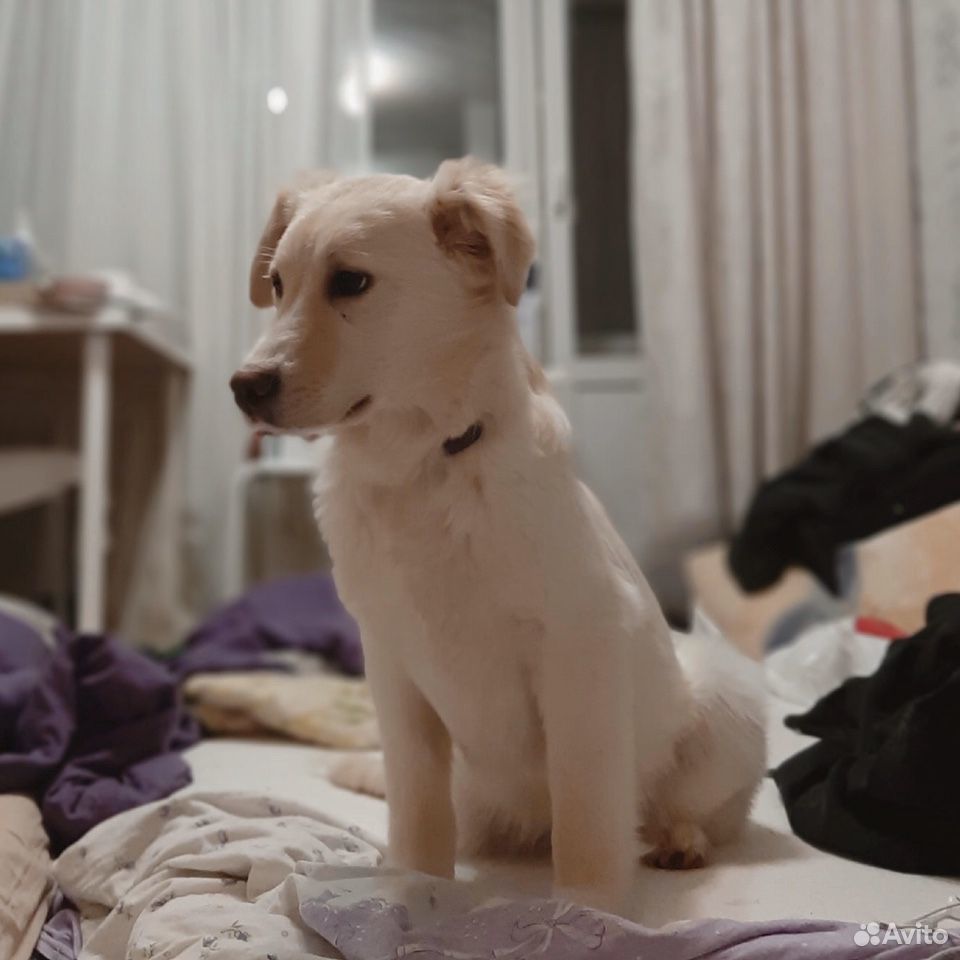 Луна ищет дом