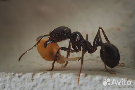 Messor structor муравьи