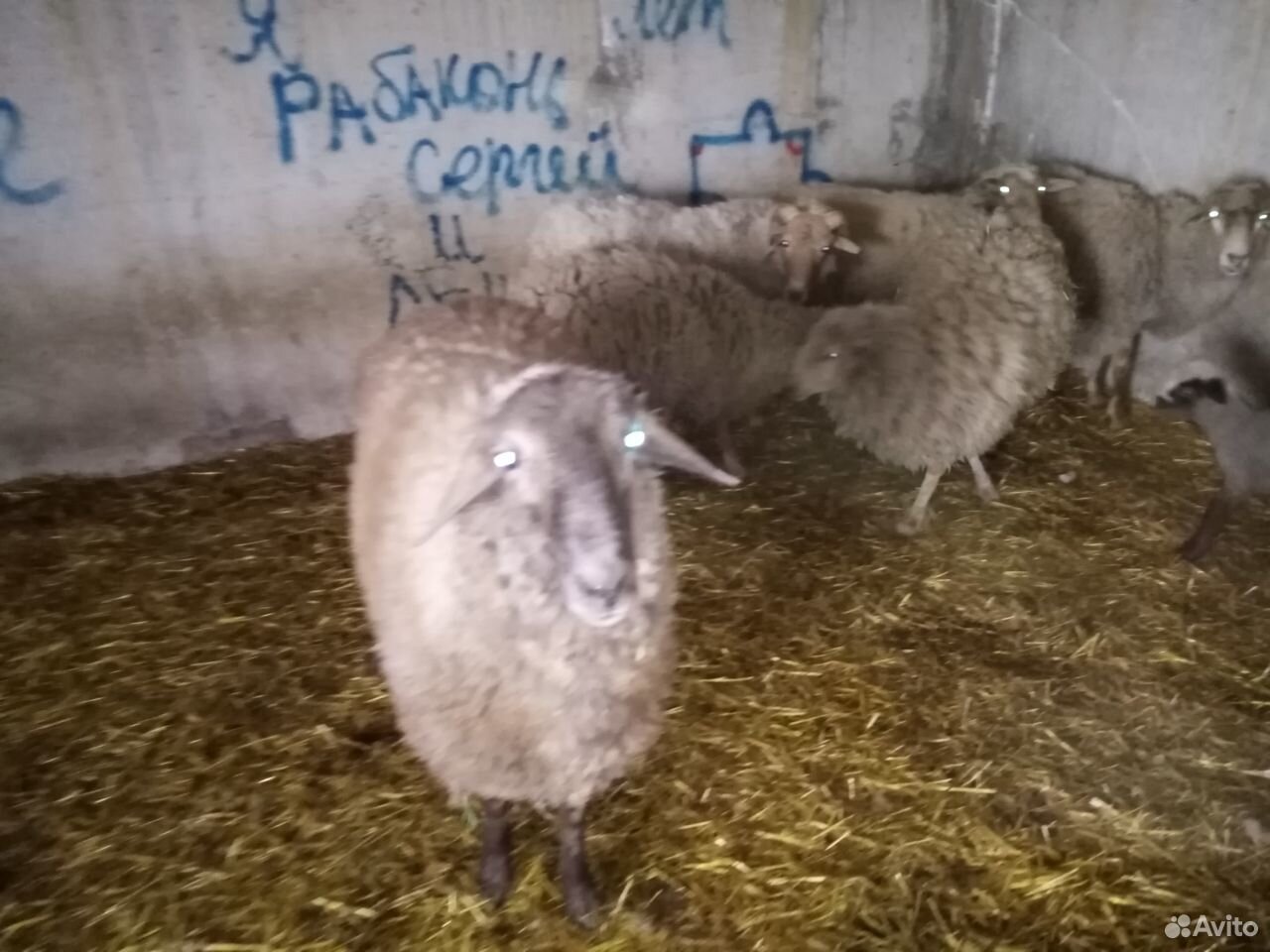 Бораны ягнята овцы