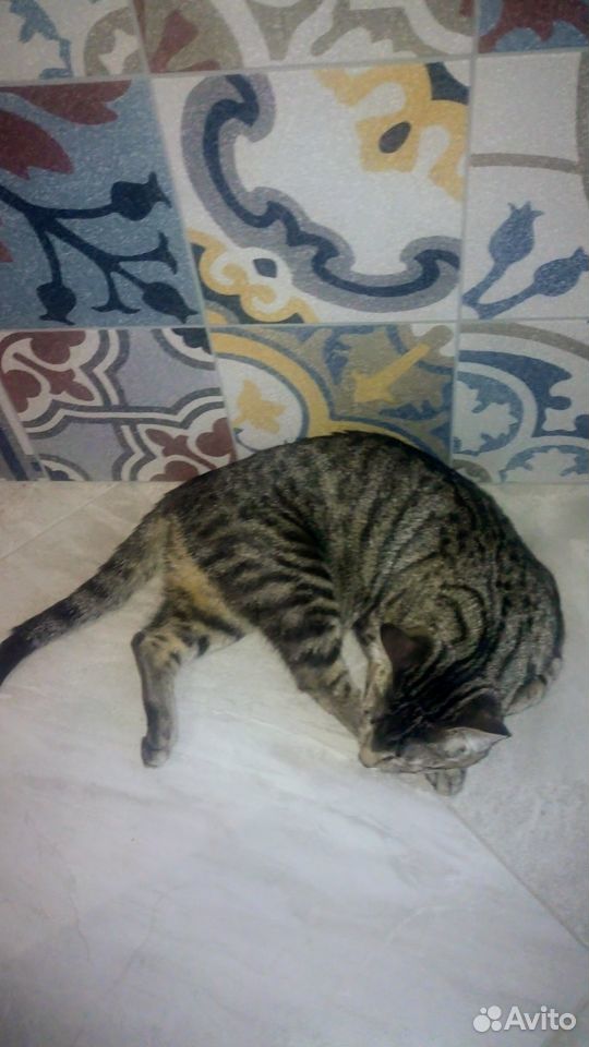 Особенный котик (слепой с рождения ) ищет друга с