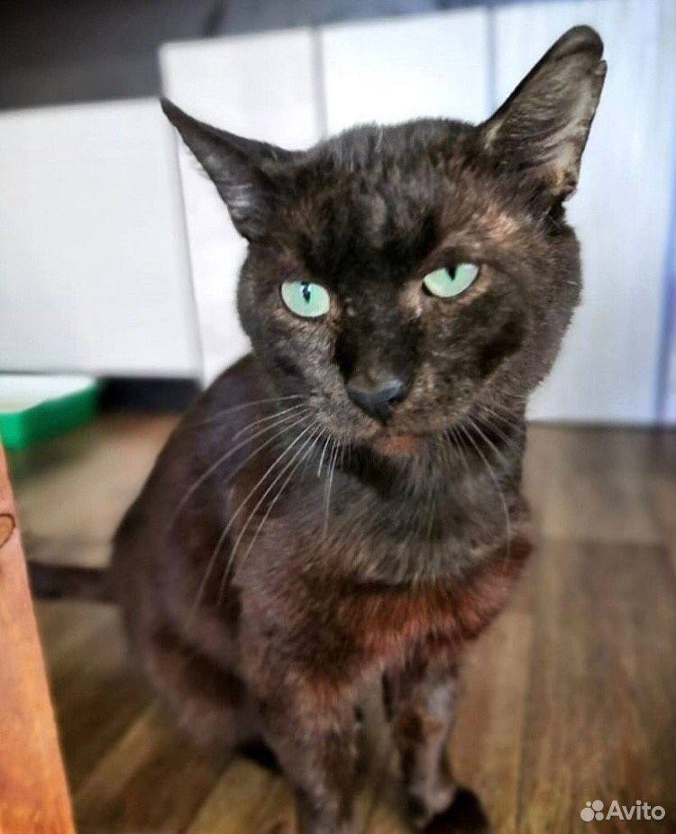 Кот, котик, брутальный Алекс