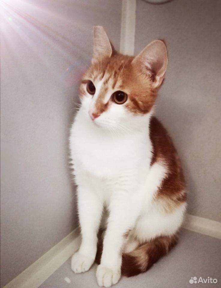 Рыжая кошечка 2 года