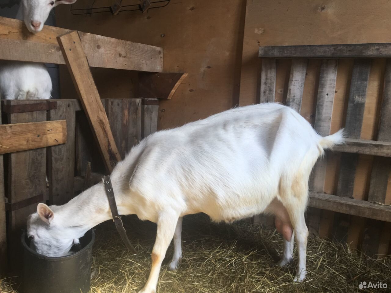 Коза дойная