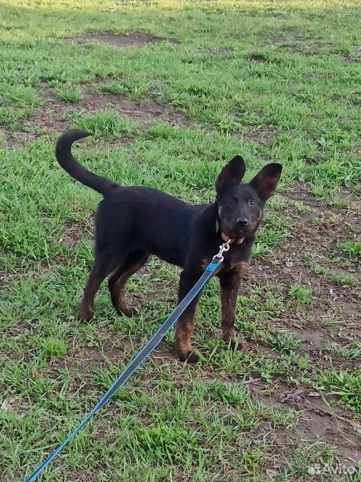 Щенок Фаня, 6 мес, девочка. Привезём