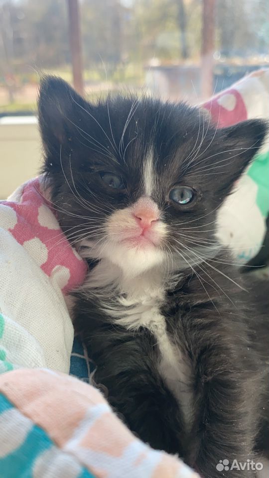 Котёнок 1 мес девочка чёрная с белым