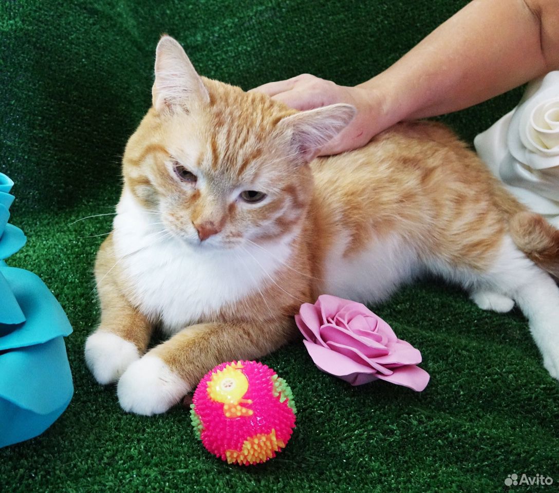 Кот бесплатно