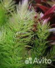 Живые водоросли