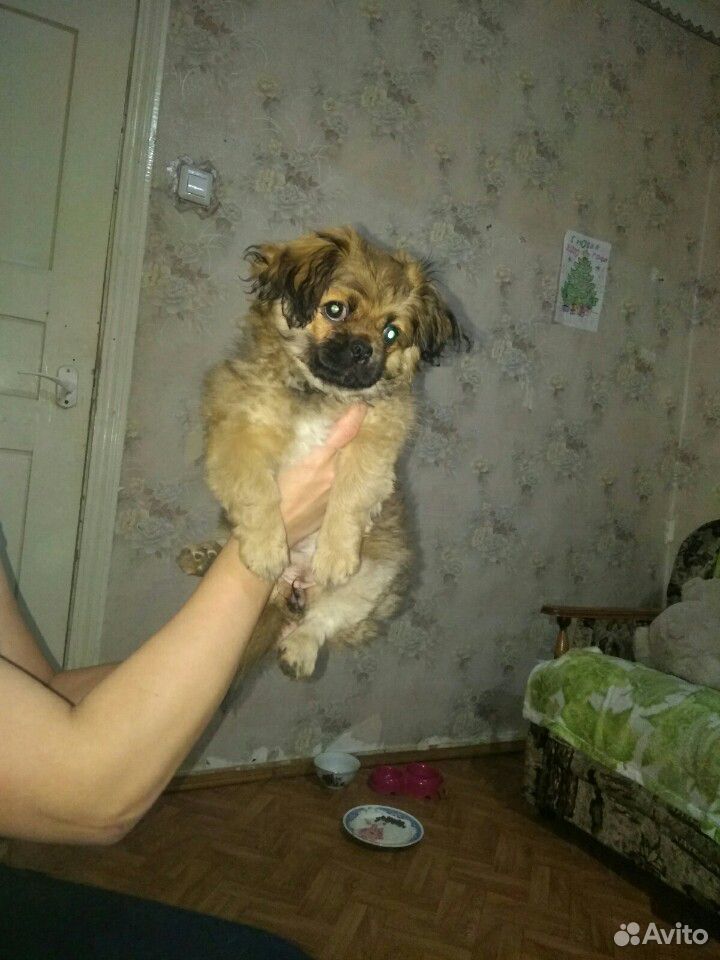Продаем пикинеса, 3 месяца, девочку