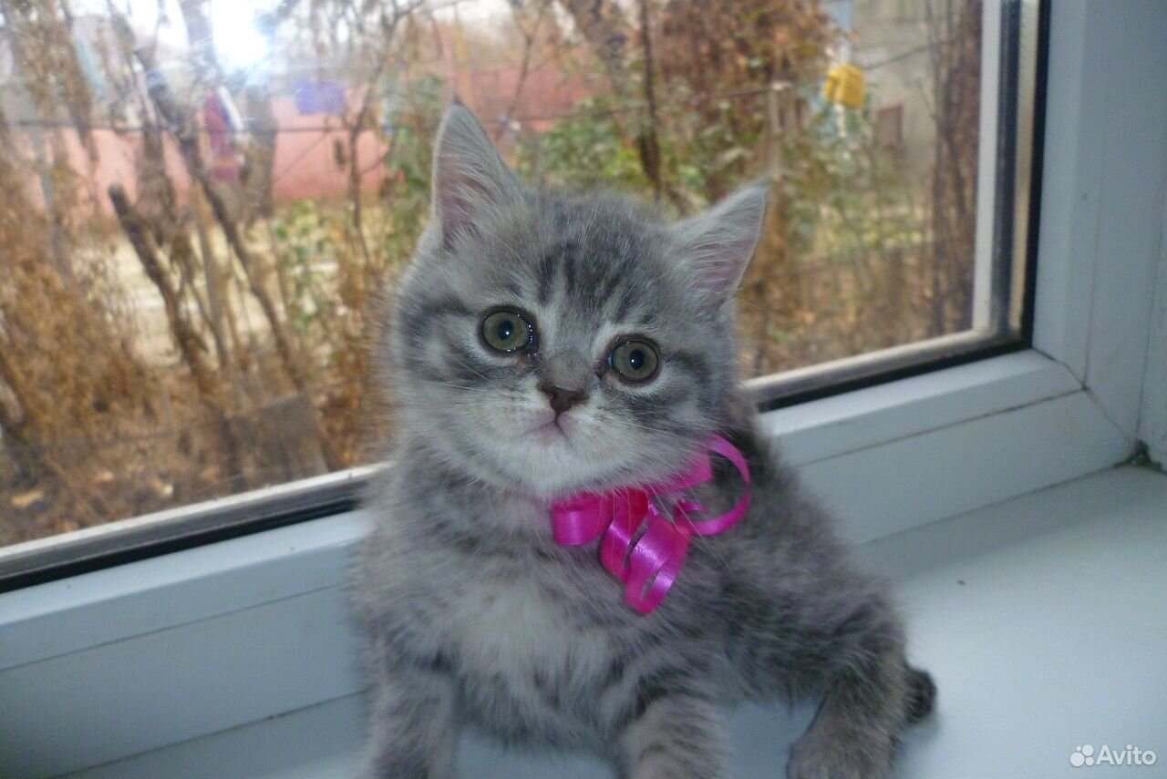 Шотландские котята