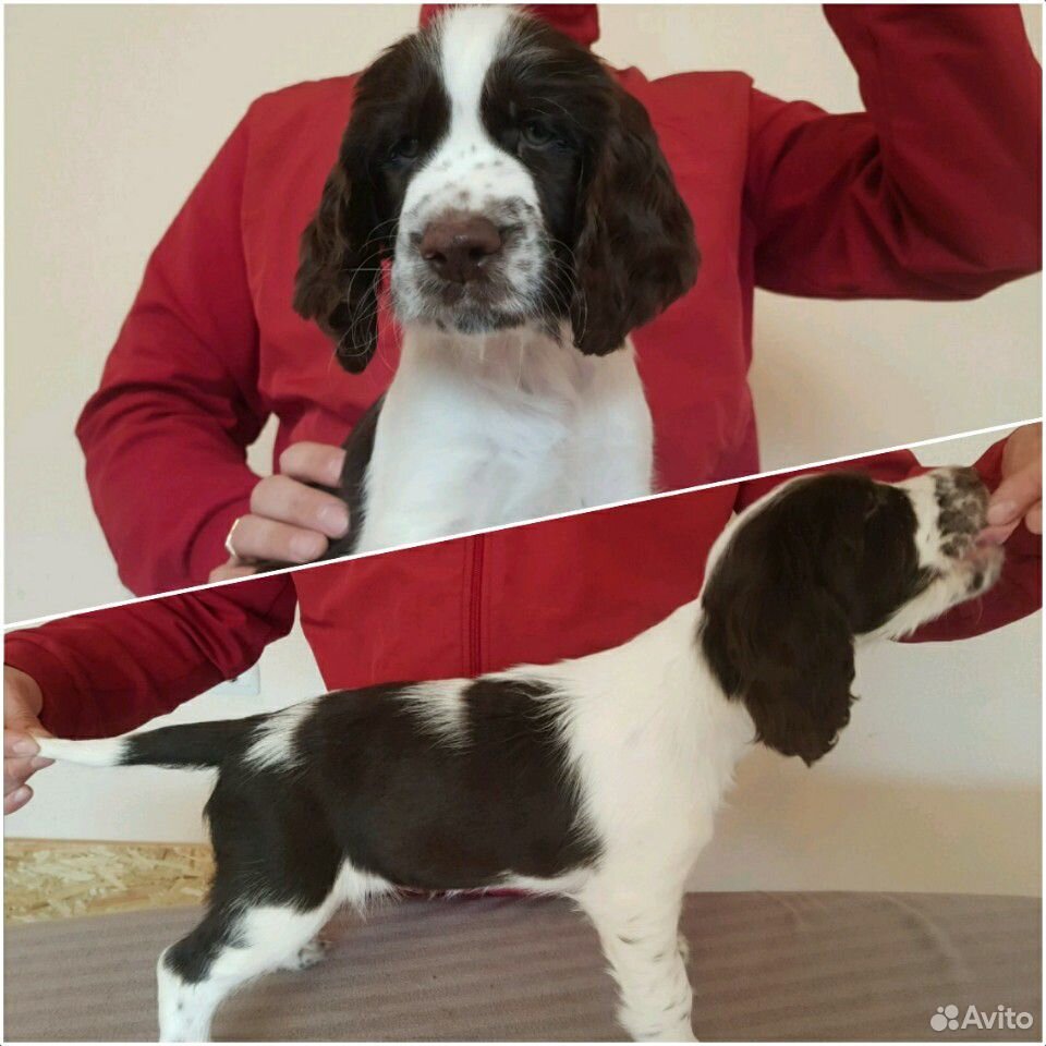 Спаниель спрингер