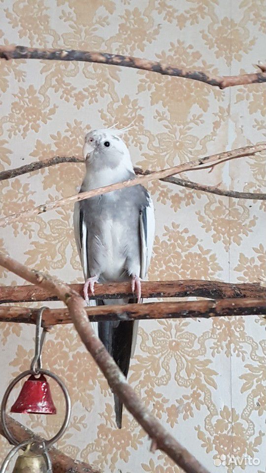 Белолицый самец корелла