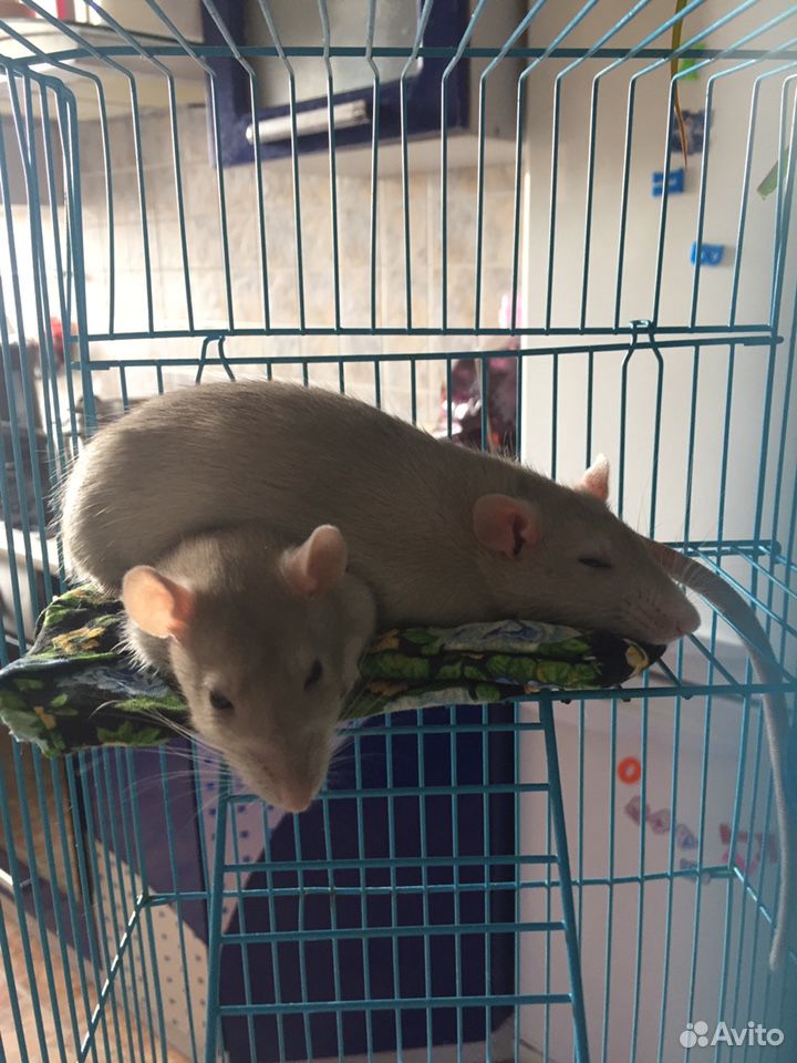 Крыса дамбо парой девочки