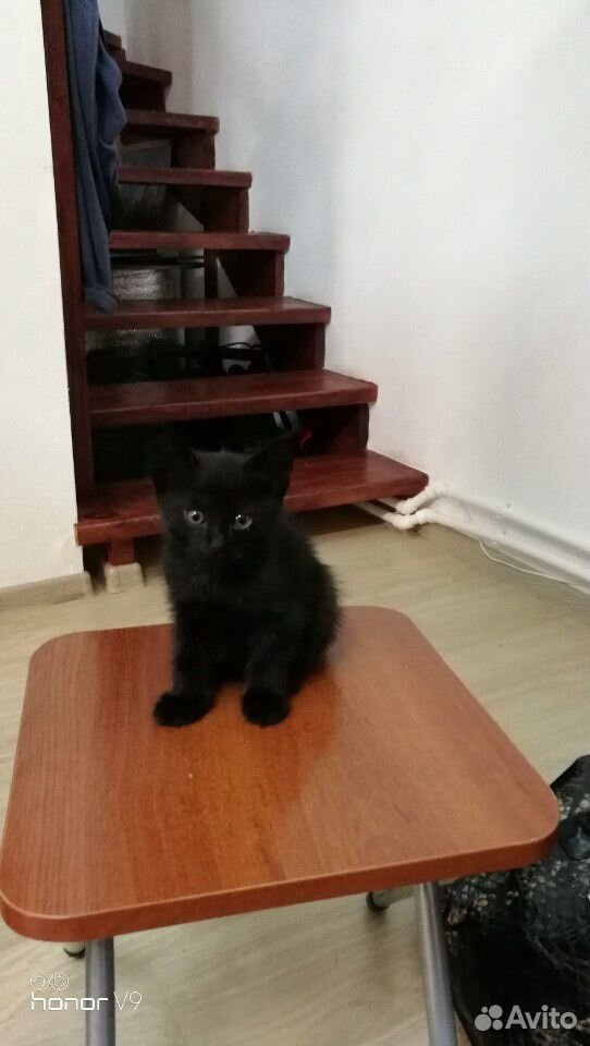 Кошка