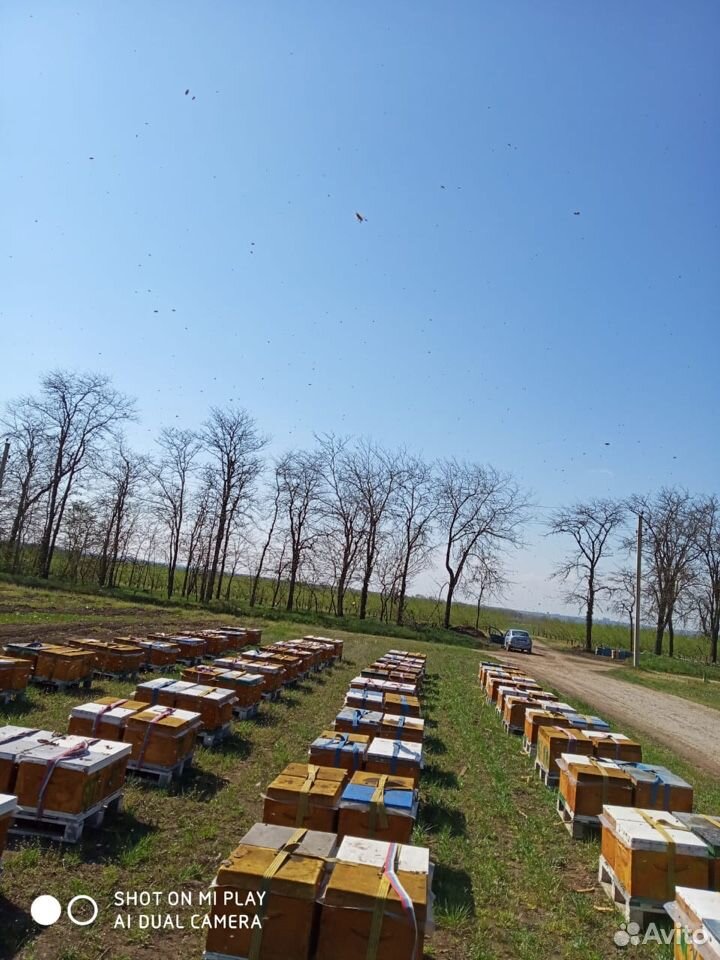 Пчелопакеты