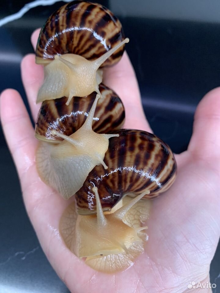 Улитка Ахатина