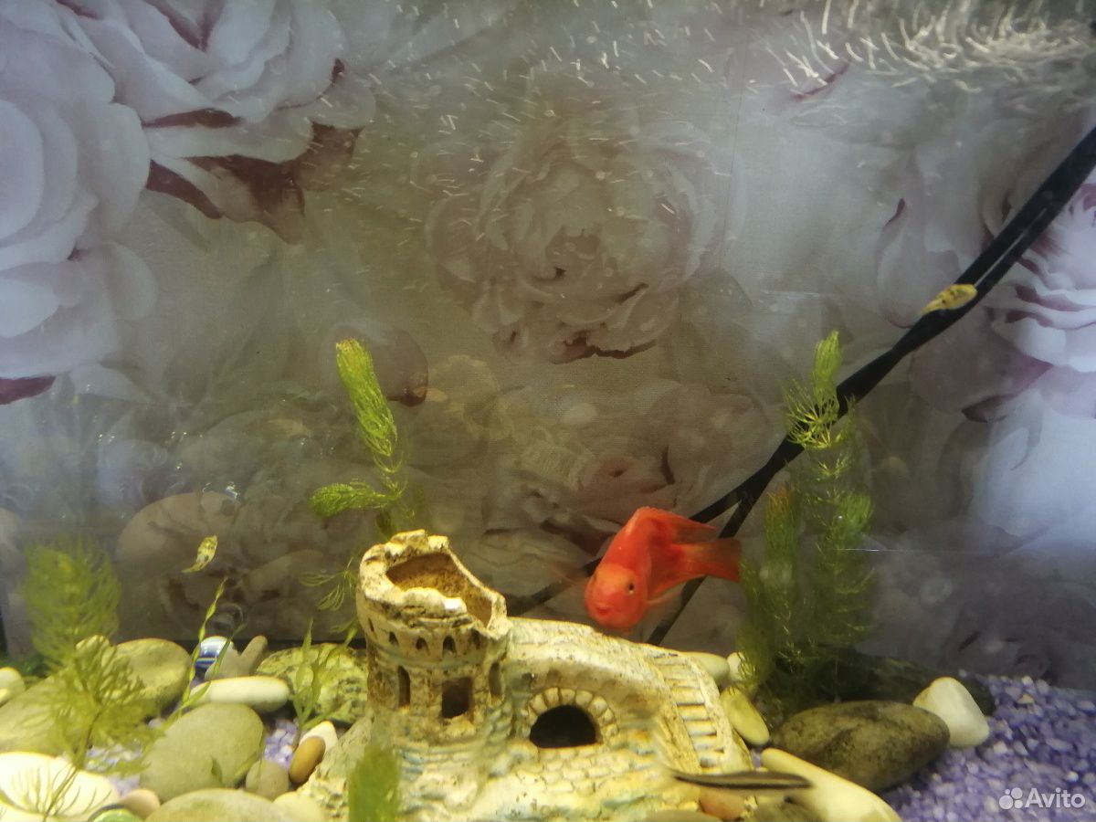 Рыба попугай