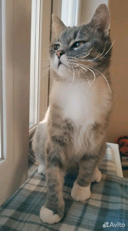 Кот Серега