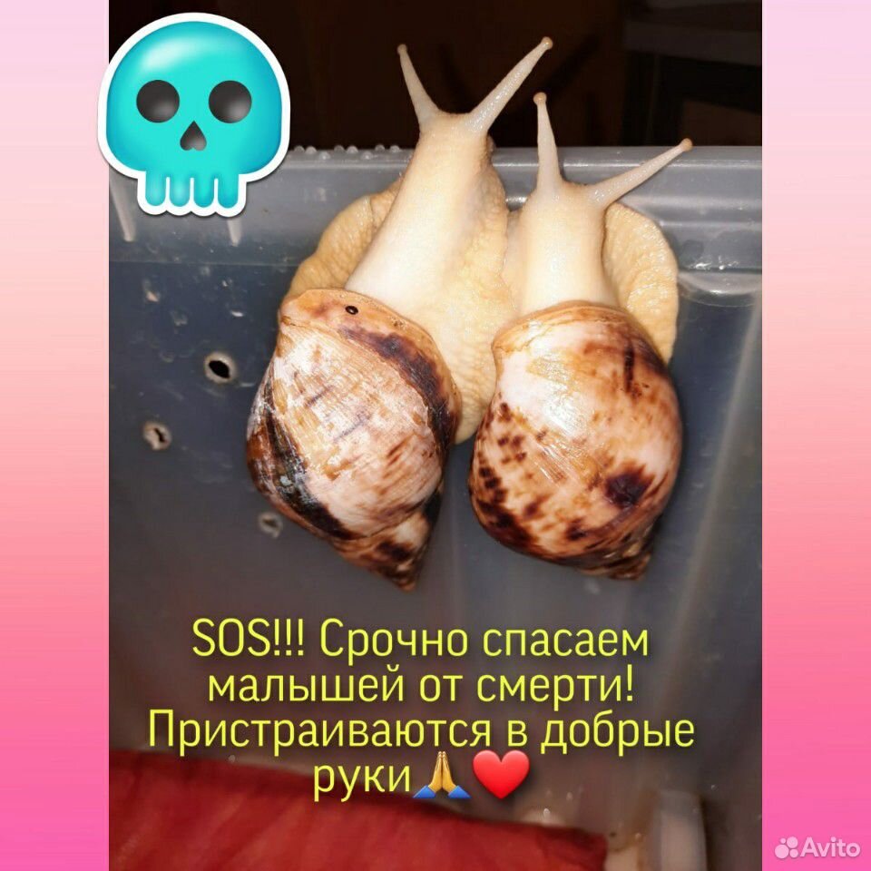 Улитка ахатина