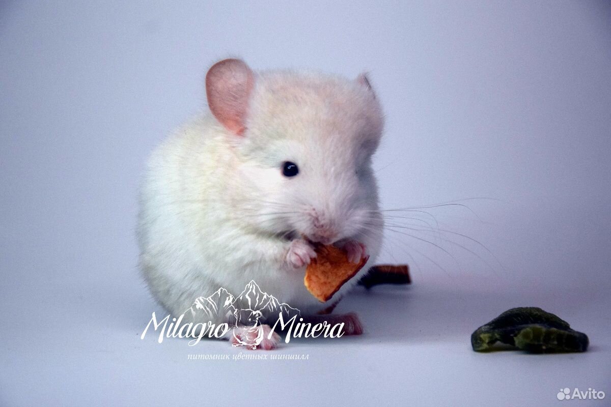 Шиншилленок девочка белая 2 месяца