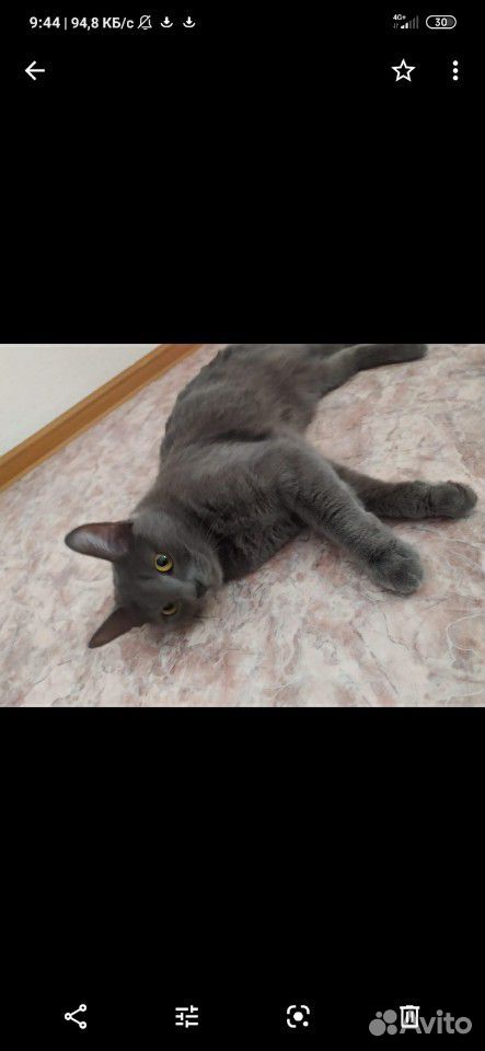 На половину сибирский кот