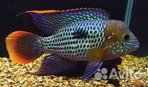 Парочка бирюзовая акара