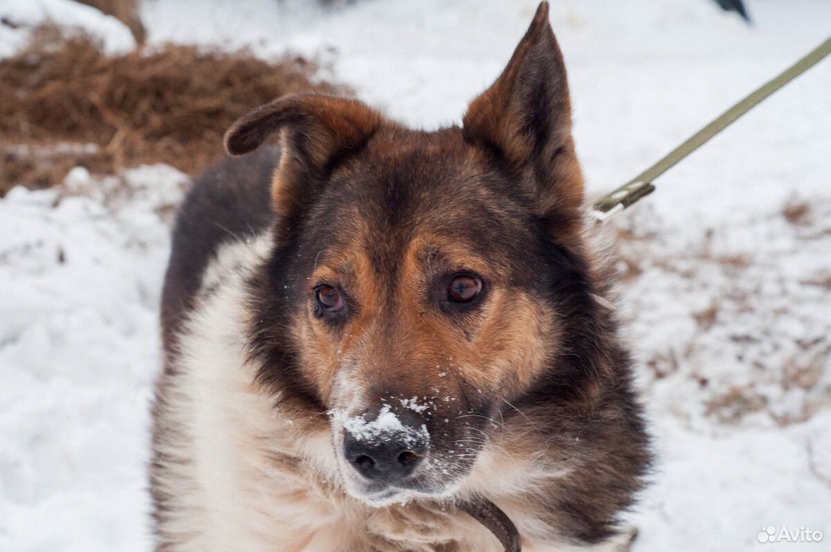 Дядюшка Дик ищет дом