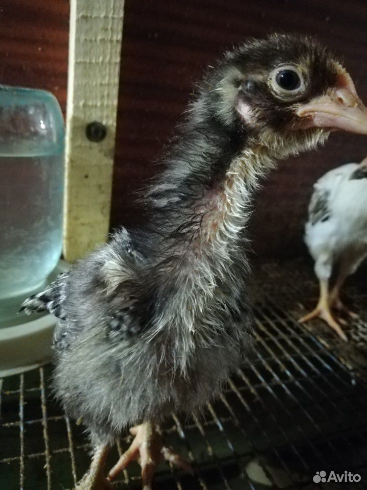 Продам цыплят породы мехеленская, орпингтон палевы
