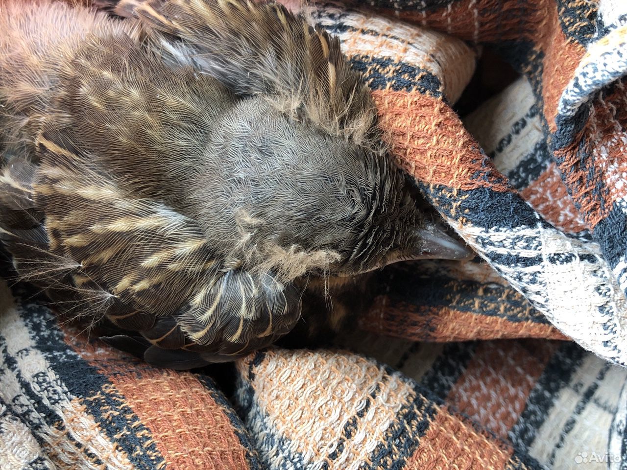 Птенец дрозда