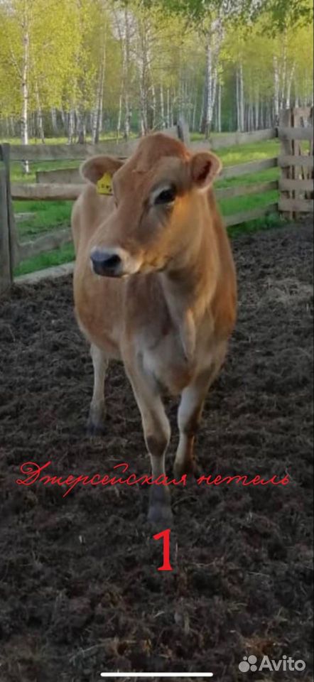 Джерсейские коровы