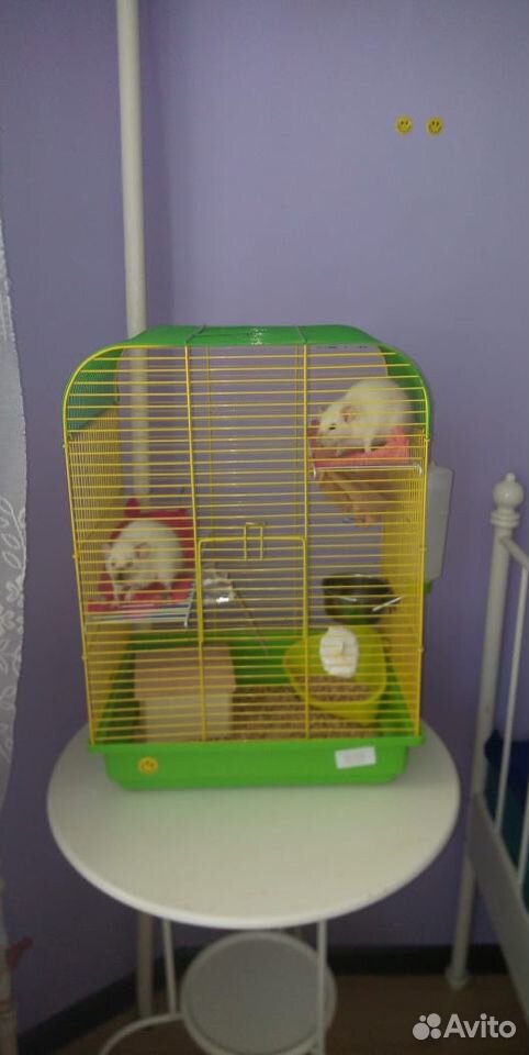 Клетка с 2-крысами, порода «Дамбо»