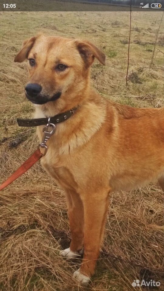 Красавица Моника 6 месяцев стерелизована