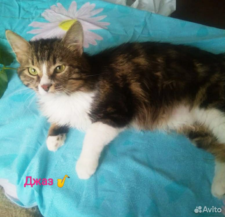 Ищет дом мегаласковый котик