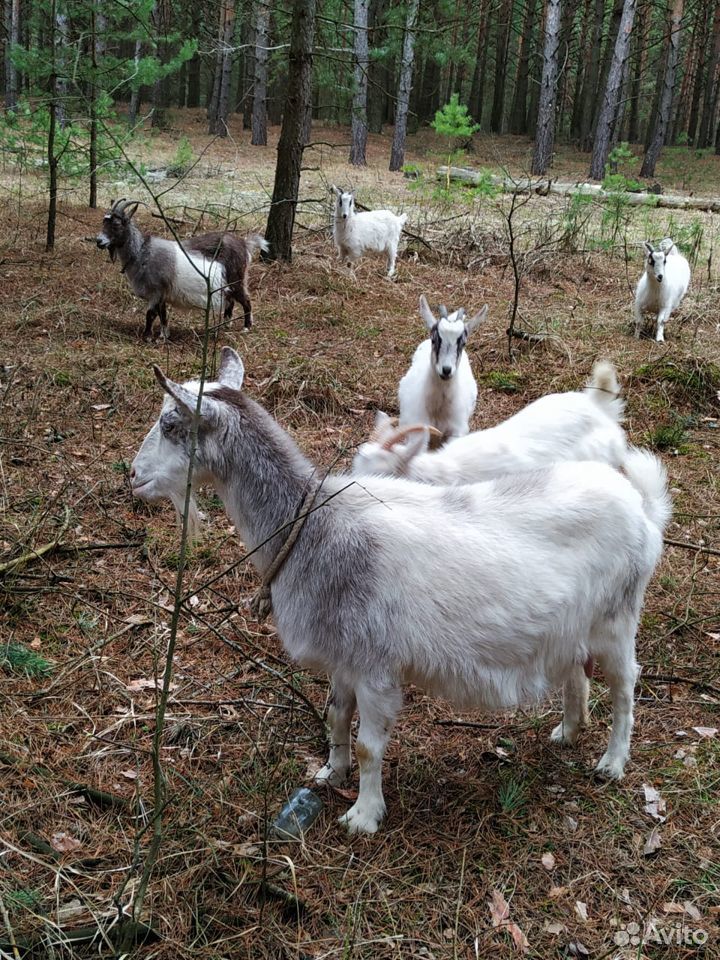 Коза свободного выпаса