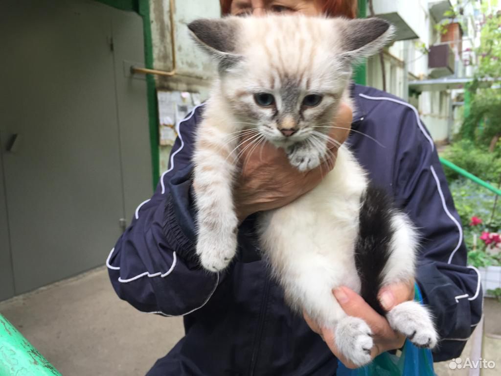 Котята-малыши сиамского окраса