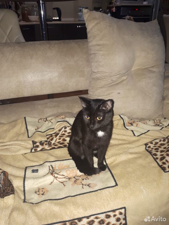 Кошечка