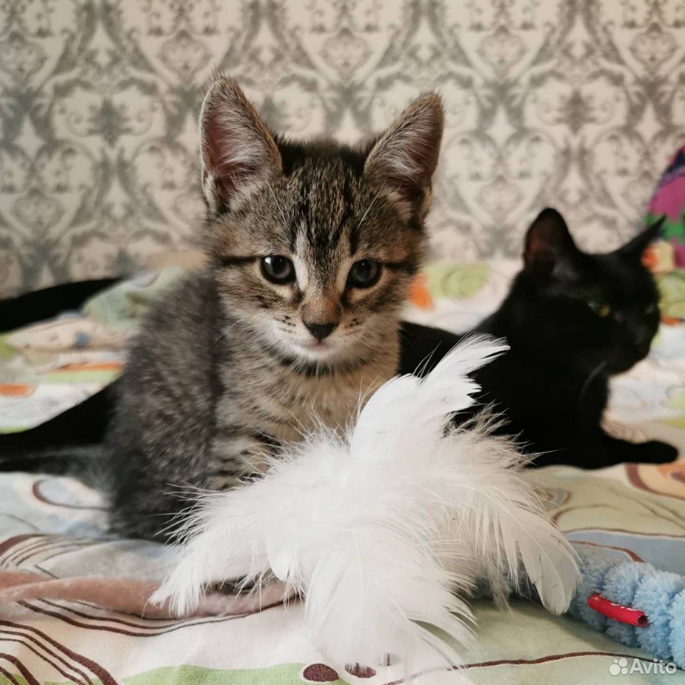 Котёнок Стеша ищет свою семью