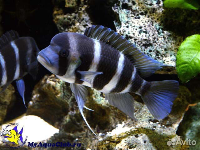 Молодые рыбки