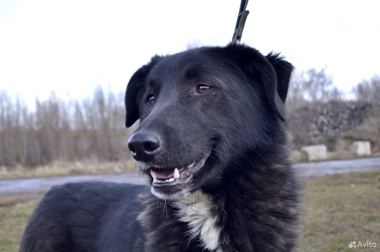 Собака, около 2 лет