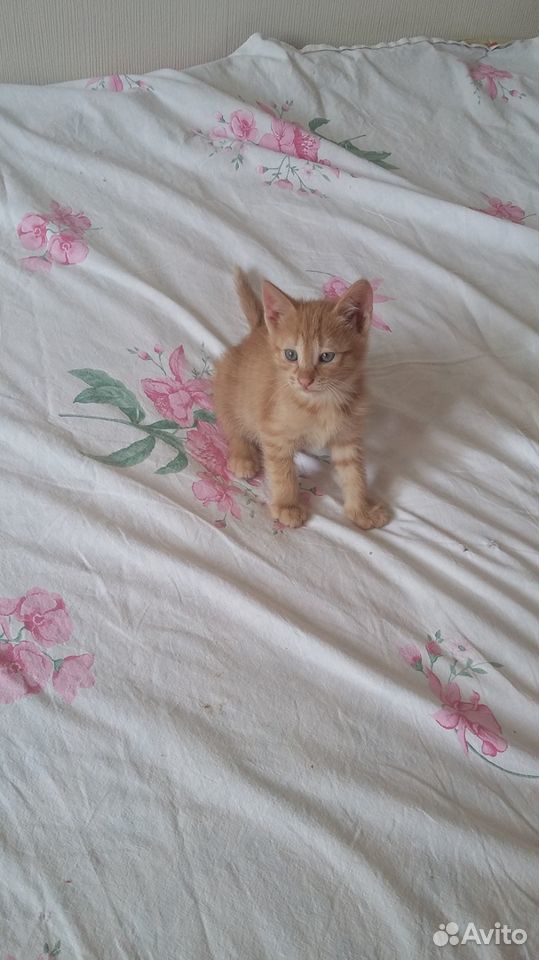 Котенок в добрые руки