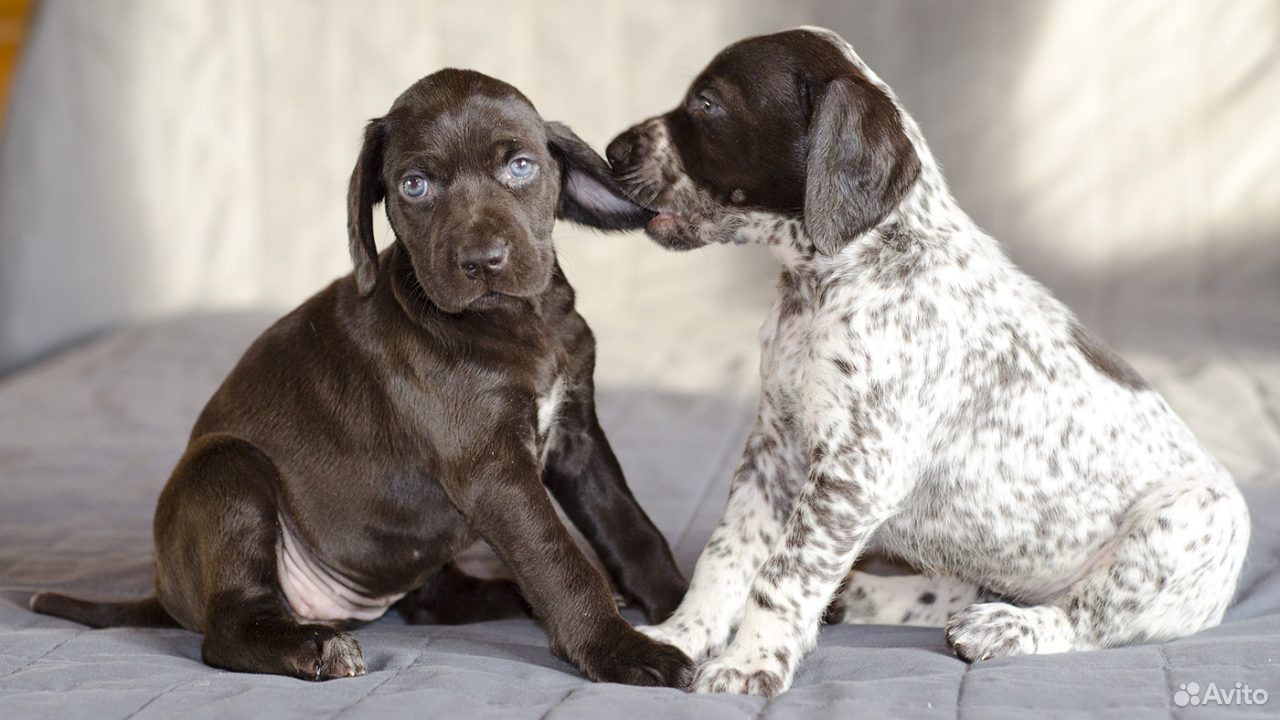 Щенки Курцхаара