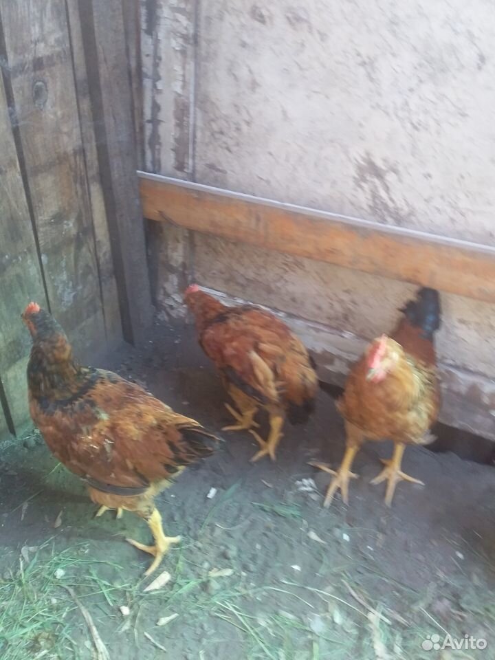 Петухи кучинские