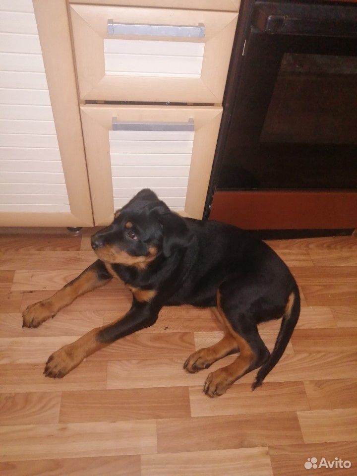 Продам щенка ротвейлер девочка