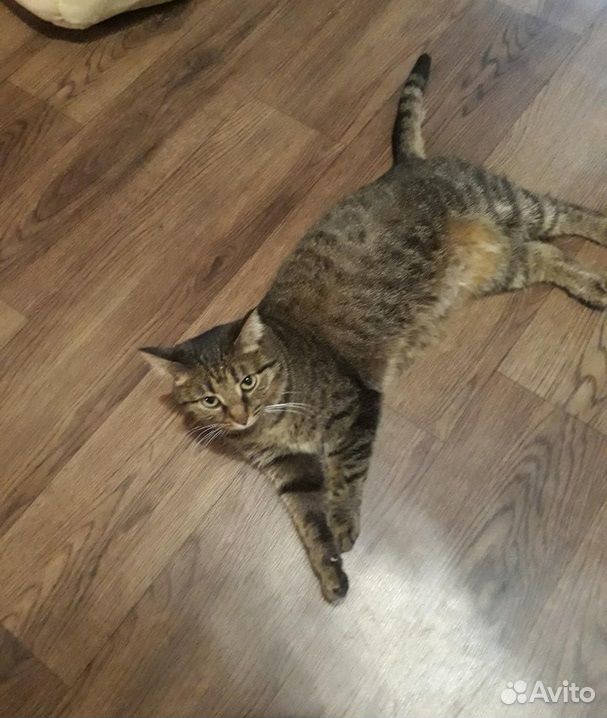 Тигра - молодая кошка